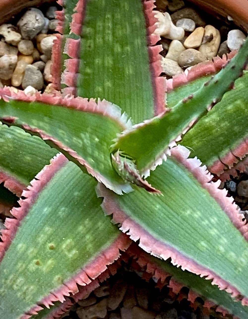 Photo of the leaves of Aloe 'Coral Fire' posted by ketsui73 - Garden.org