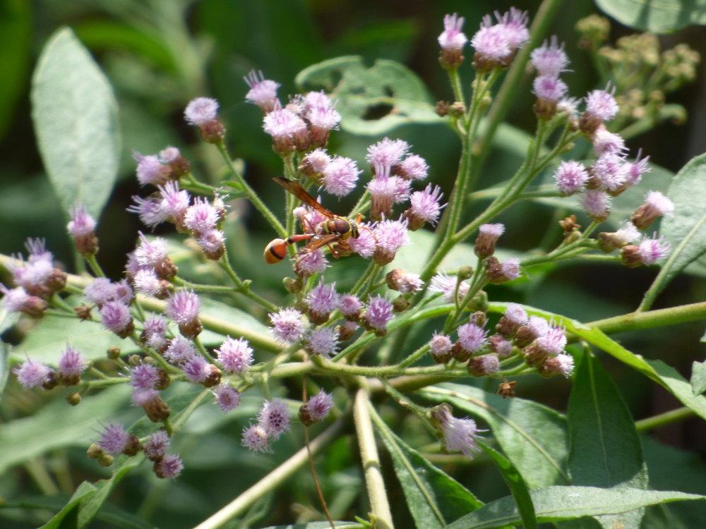 Marsh Fleabane (Pluchea x fosbergii) - Garden.org