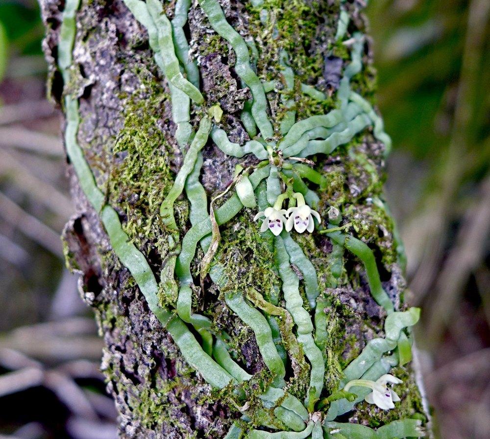 Orchid (Taeniophyllum marianense) - Garden.org