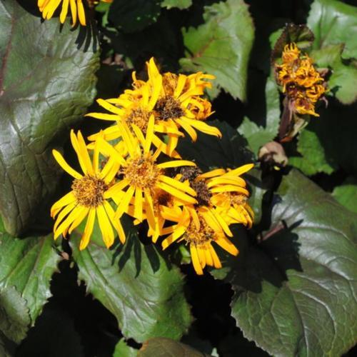 Summer Ragwort (Ligularia dentata) in the Ligularias Database - Garden.org