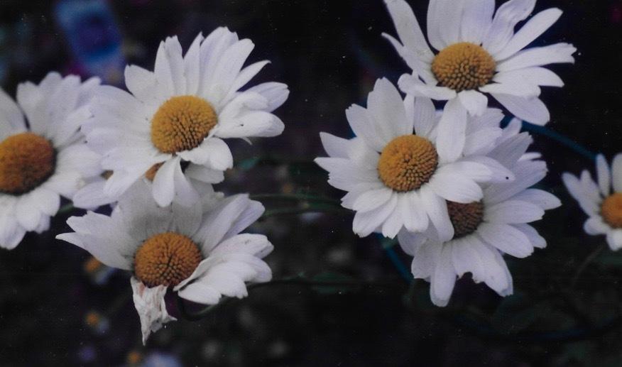 Pyrethrum Daisy (Tanacetum cinerariifolium) - Garden.org
