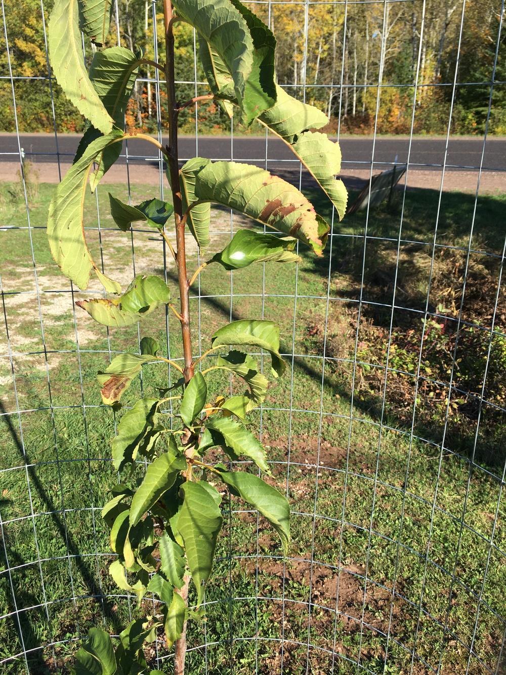 What is this pest on Lapin Cherry Tree Leaves? in the Ask a Question ...