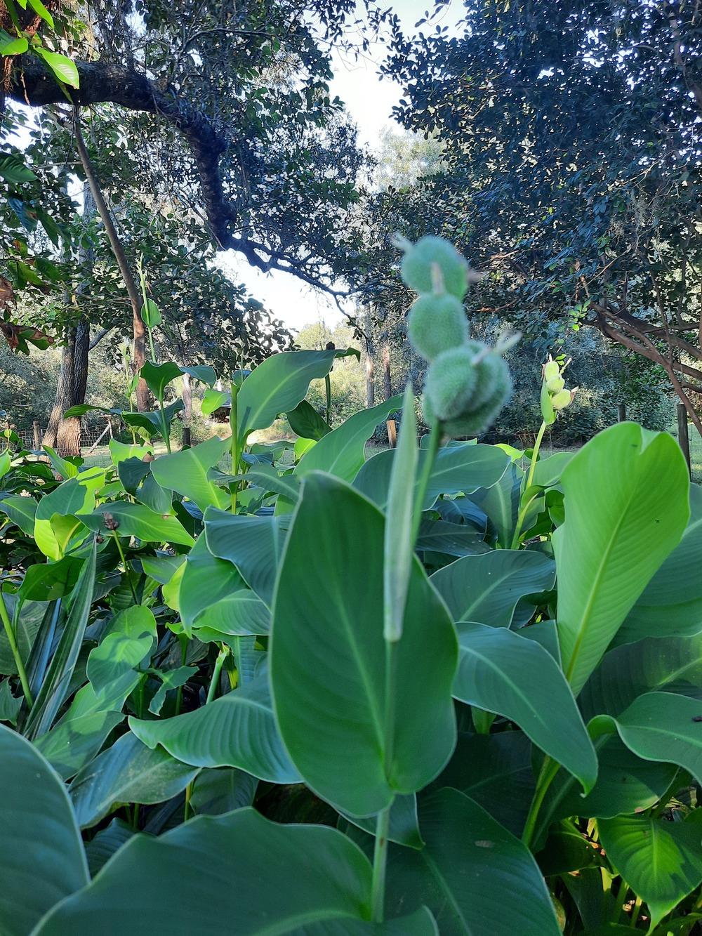 Florida plant id #5 in the Plant ID forum - Garden.org