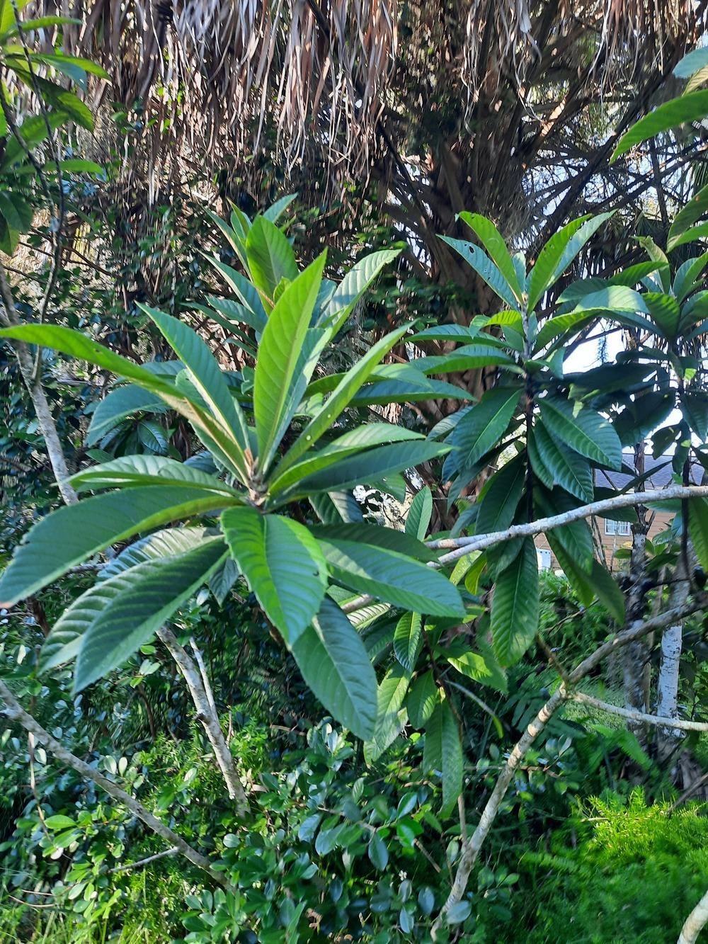 Florida plant id #7 in the Plant ID forum - Garden.org