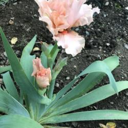 Border Bearded Iris (Iris 'October Splendor') in the Irises Database ...