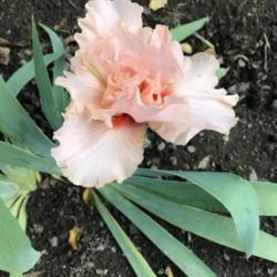 Border Bearded Iris (Iris 'October Splendor') in the Irises Database ...