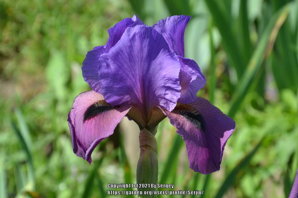 Arilbred Iris (Iris 'Absalom's Treachery') in the Irises Database ...