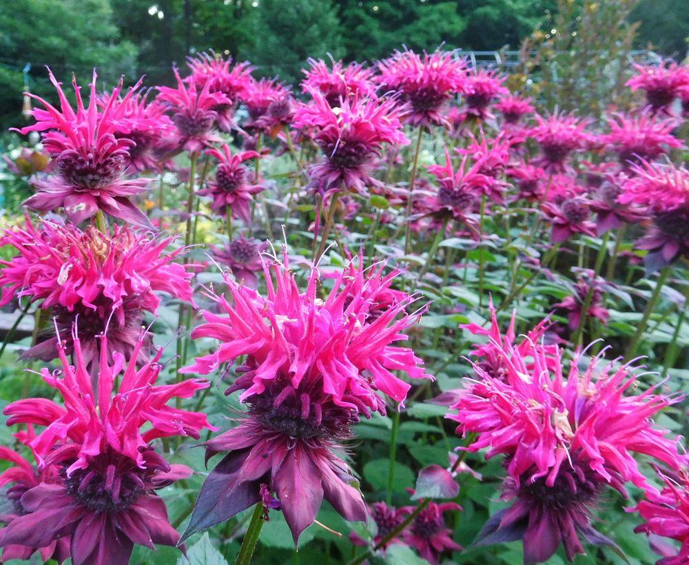 Photo of the stamens, filaments and pistils of Bee Balm (Monarda didyma ...