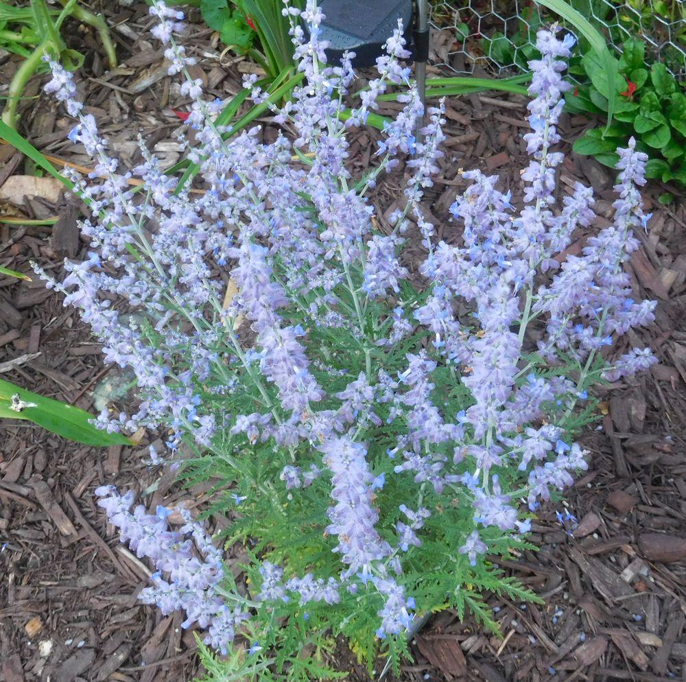 Russian Sage (Salvia yangii 'Blue Jean Baby') in the Salvias Database ...