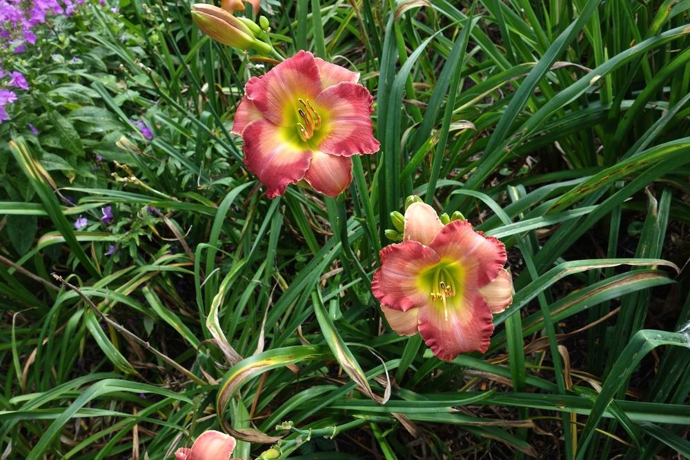 Daylily of the Day: Message of Love in the Plants of the Day forum ...