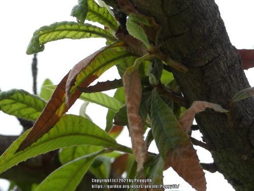 25' Loquat Tree Freeze Damage in the Trees and Shrubs forum - Garden.org