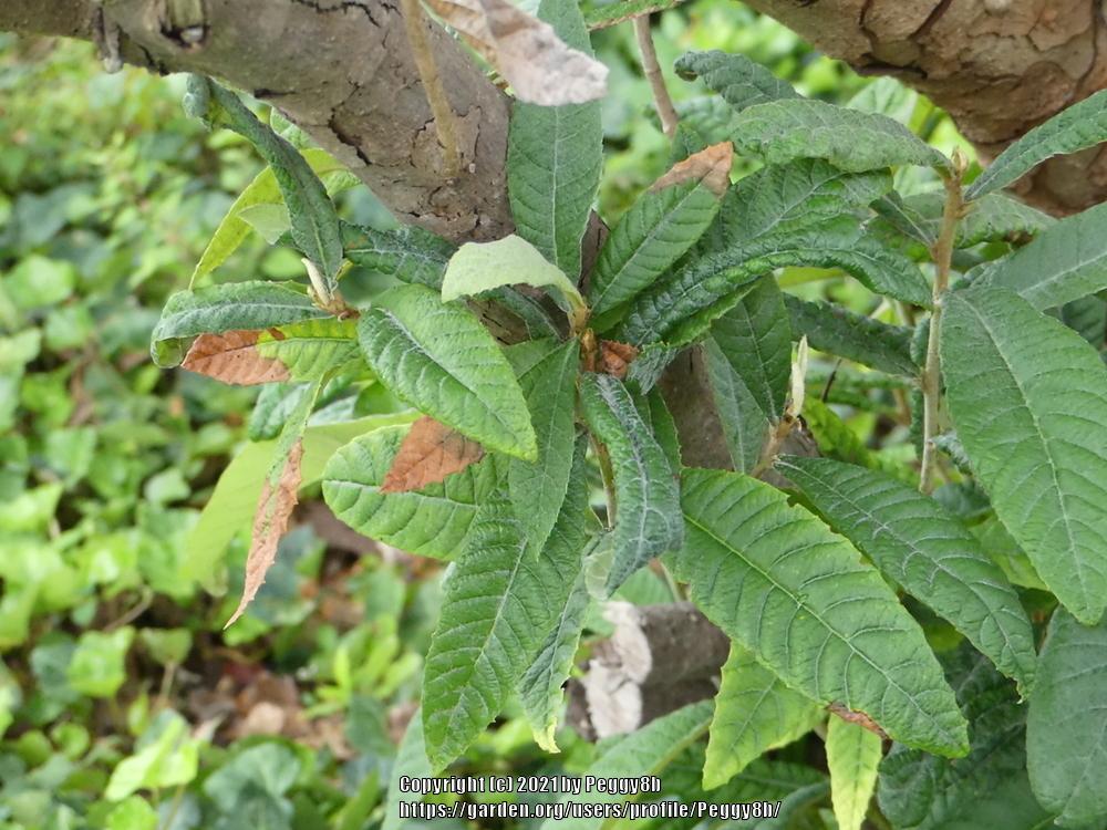 25' Loquat Tree Freeze Damage in the Trees and Shrubs forum - Garden.org