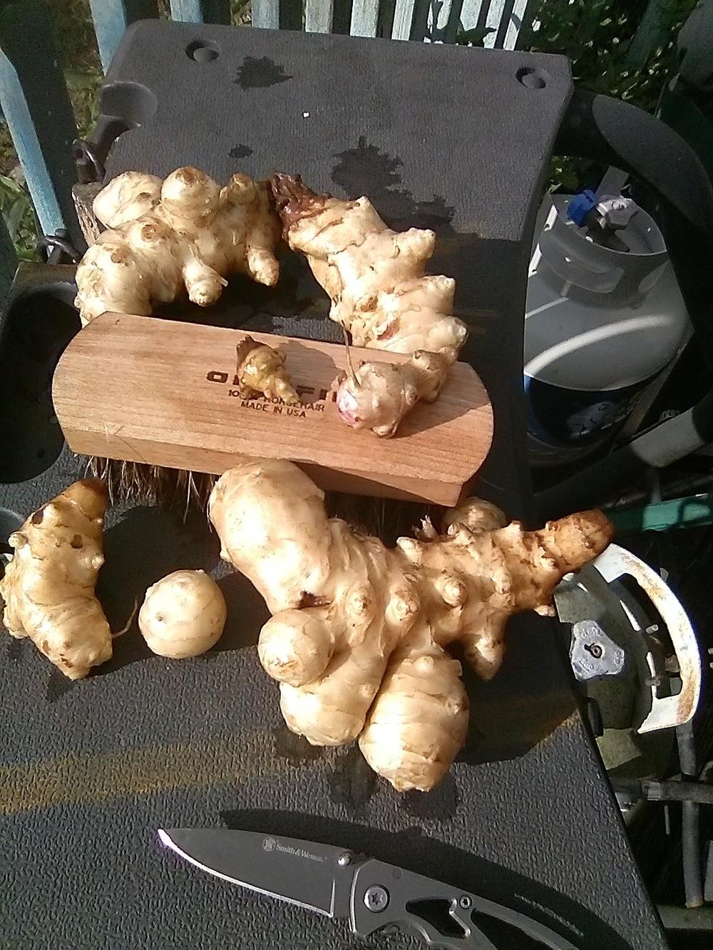Planting sunchokes or sun roots in Jerusalem Artichokes - Garden.org