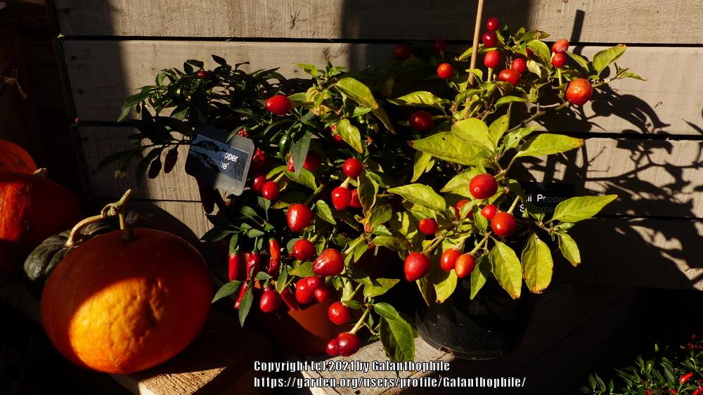 Ornamental Pepper (Capsicum annuum 'Apache') in the Peppers Database ...