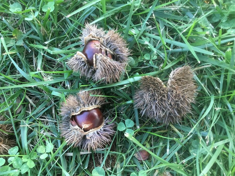 Chestnut (Castanea) - Garden.org