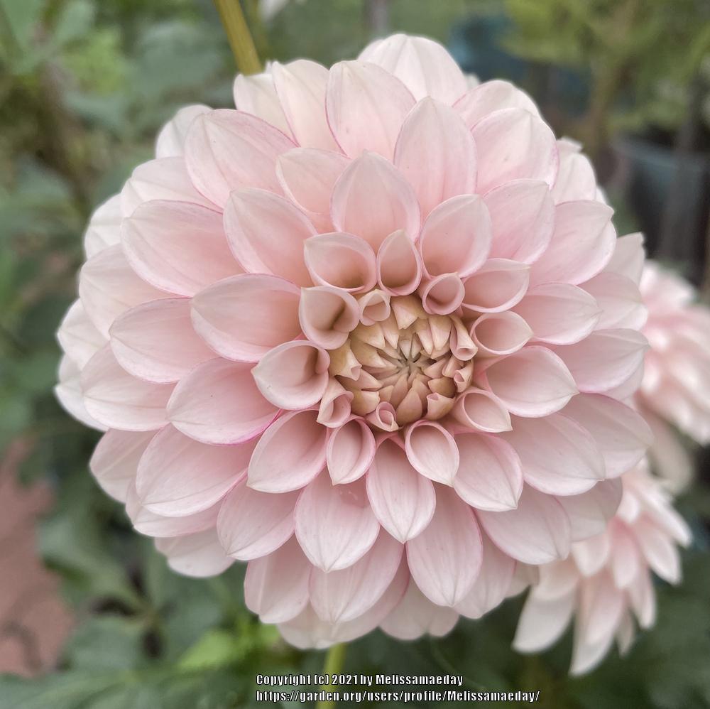 Dahlia 'KA's Mocha Jo' in the Dahlias Database - Garden.org