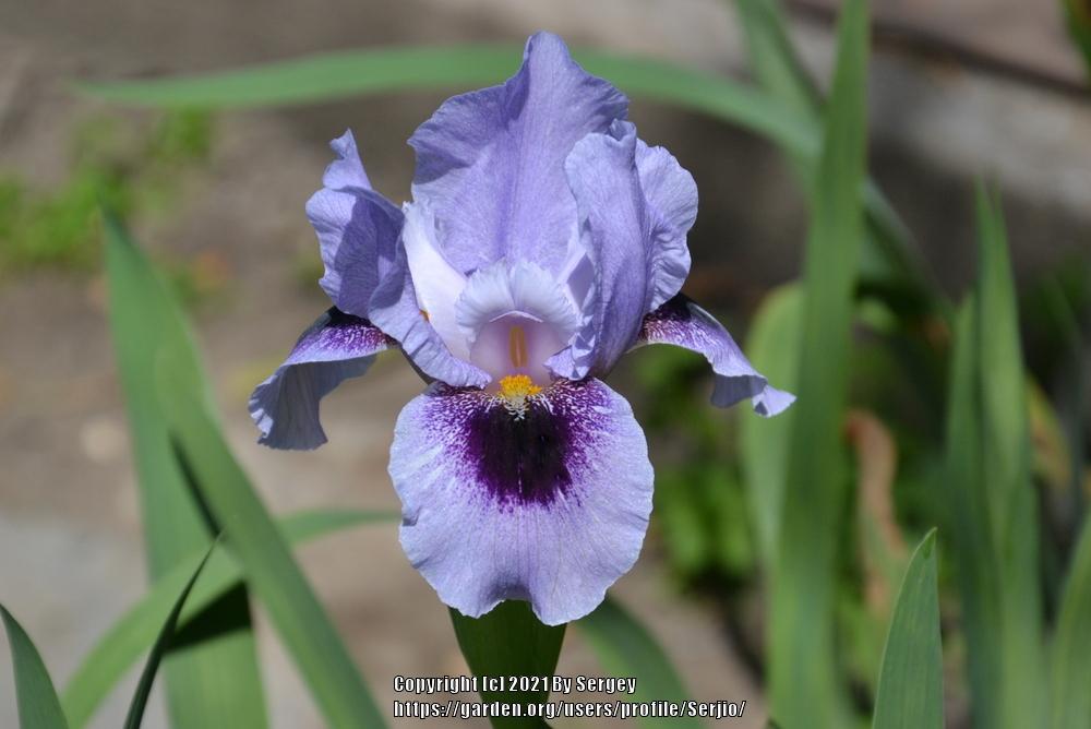 Arilbred Iris (Iris 'Eye on America') in the Irises Database - Garden.org