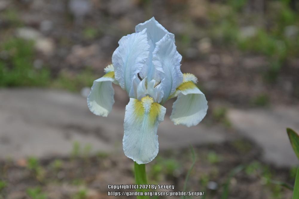 Photo of the bloom of Aril Iris (Iris 'Eisblau') posted by Serjio ...