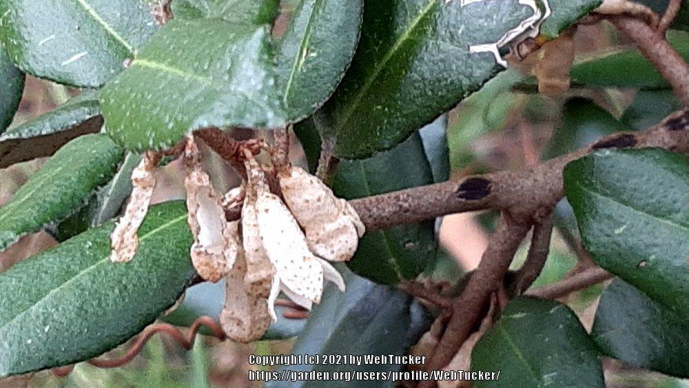Photo of the bloom of Silverthorn (Elaeagnus pungens) posted by ...