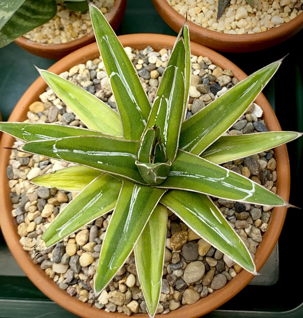 Queen Victoria Century Plant (Agave victoriae-reginae 'Golden Princess ...