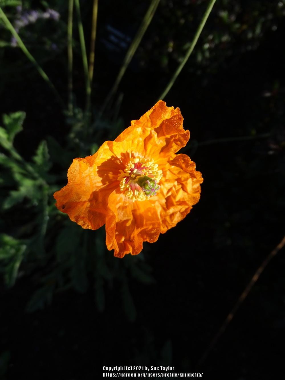 Photo of the bloom of Moroccan Poppy (Papaver atlanticum) posted by ...