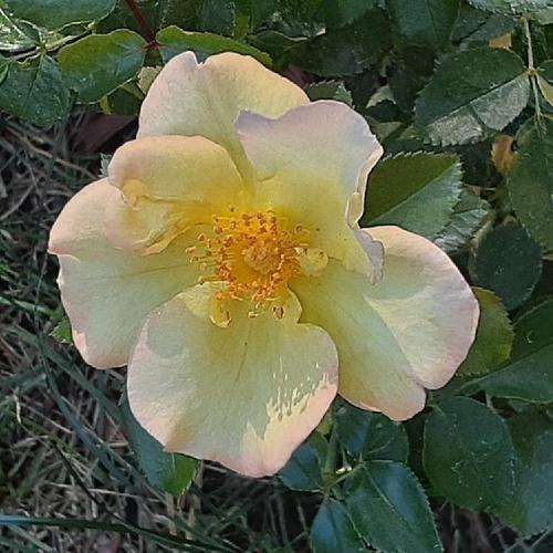 Rose (Rosa 'Nitty Gritty Yellow') in the Roses Database - Garden.org