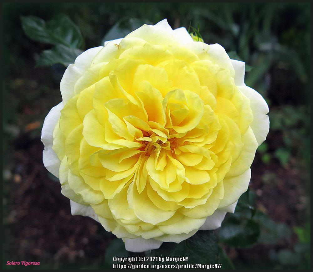 Rose (Rosa 'Solero') in the Roses Database - Garden.org