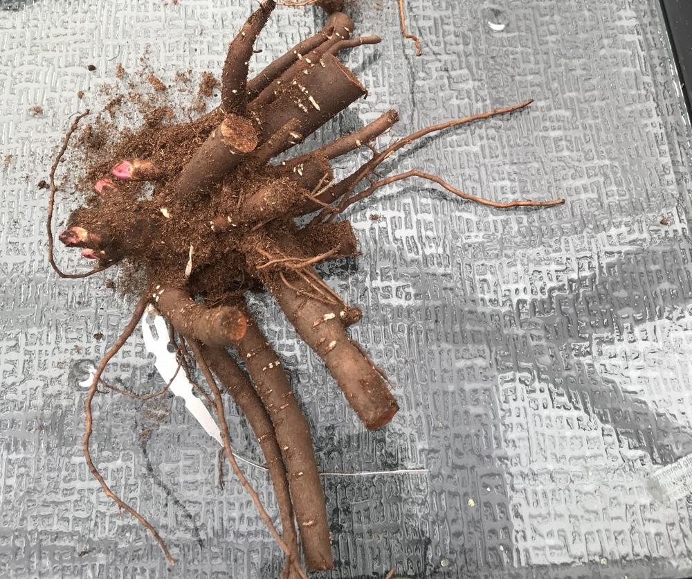 Photo of the roots of Peony (Paeonia lactiflora 'Touch of Class ...