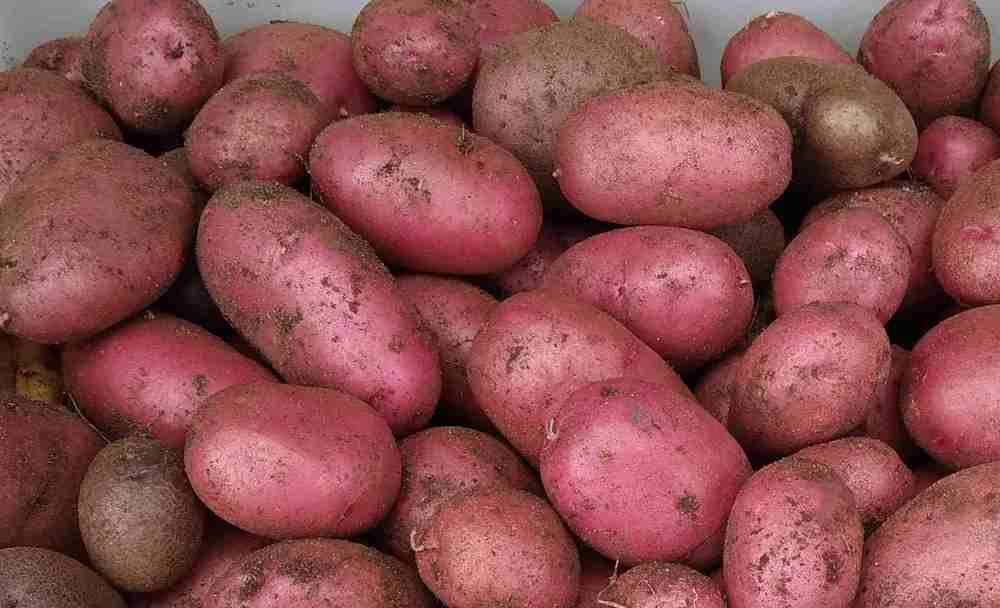Potato (Solanum tuberosum 'Adirondack Red') in the Potatoes Database ...