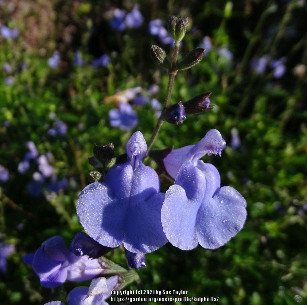 Baby Sage (Salvia microphylla 'Delice Aquamarine') in the Salvias ...