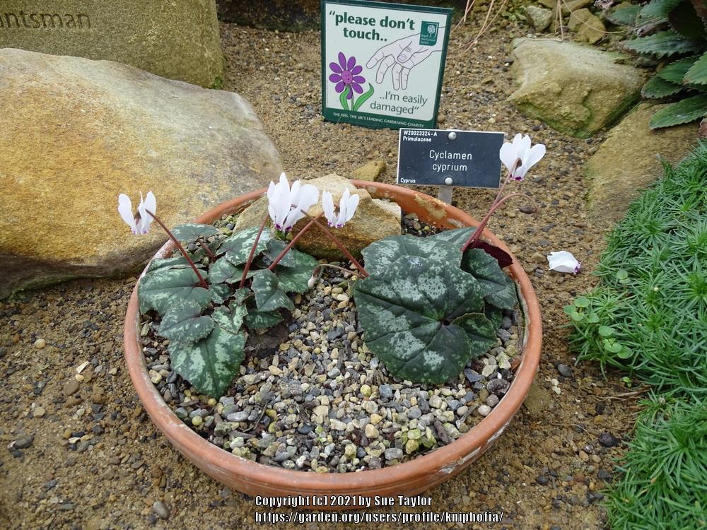 Photo of the entire plant of Cyprus Cyclamen (Cyclamen cyprium) posted ...