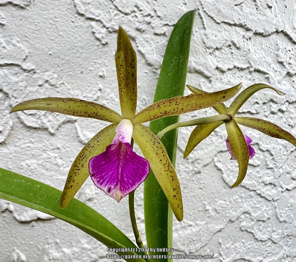 Orchid (Brassocattleya SunCoast Stellar Dust) - Garden.org
