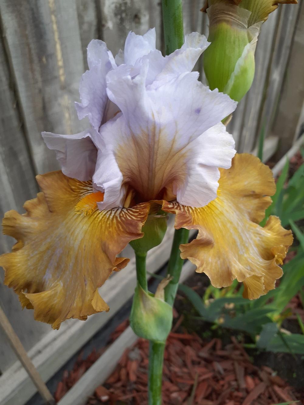 Photo of the bloom of Tall Bearded Iris (Iris 'Venus Bay') posted by ...