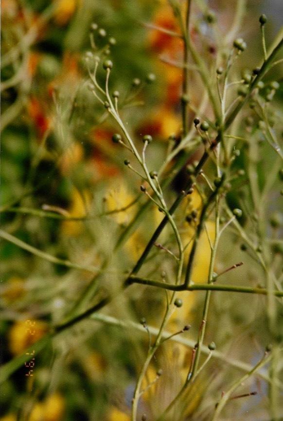Photo of the seed pods or heads of Colewort (Crambe cordifolia) posted ...