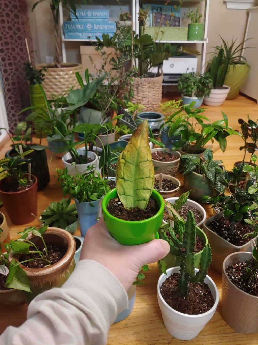 Propagating gone awry in the Ask a Question forum - Garden.org