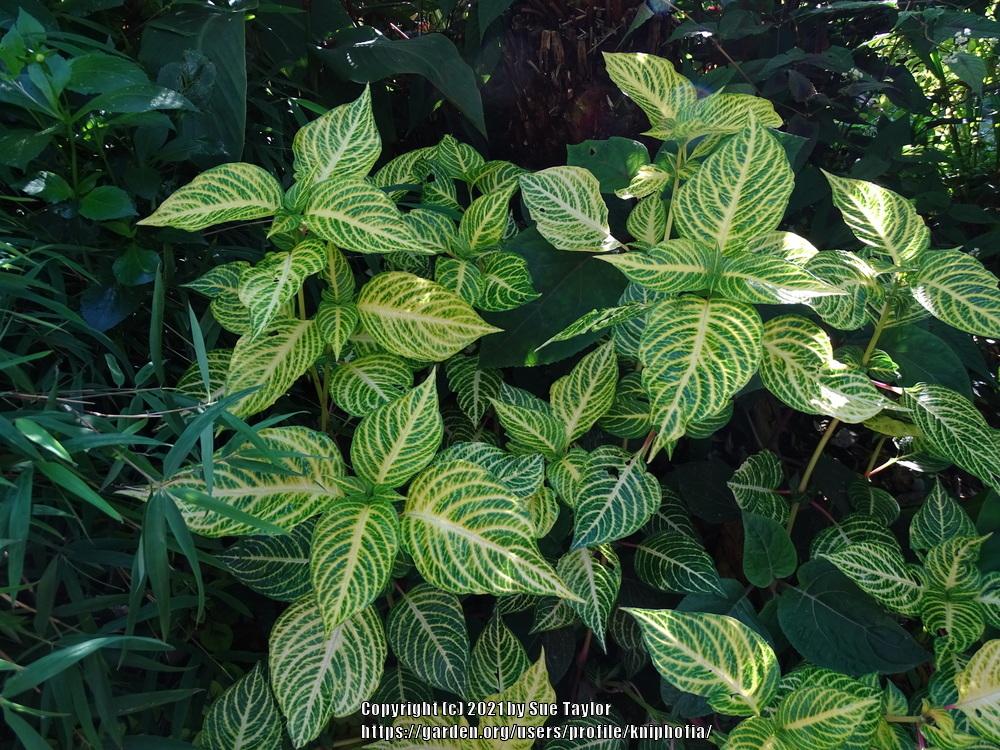 Photo of the entire plant of Beefsteak Plant (Iresine Blazin' Lime ...