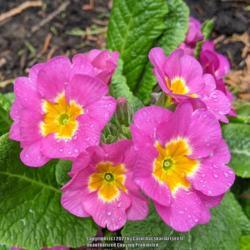 Primrose (Primula Crescendo® Pink & Rose Shades) in the Primroses ...