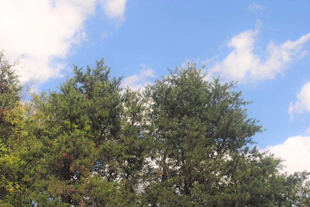 Photo of the entire plant of Scrub Pine (Pinus virginiana) posted by ...