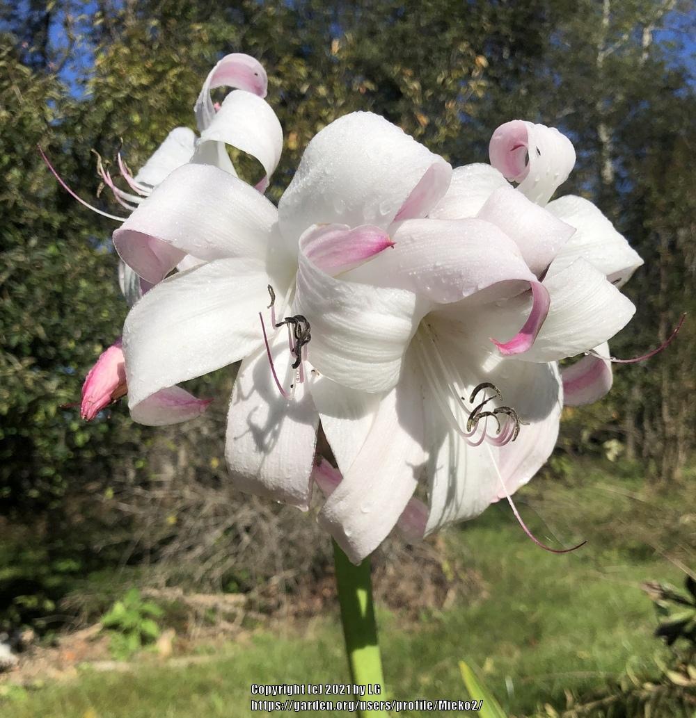 Photo of the bloom of Crinum Lily (Crinum 'Mrs. James Hendry') posted ...