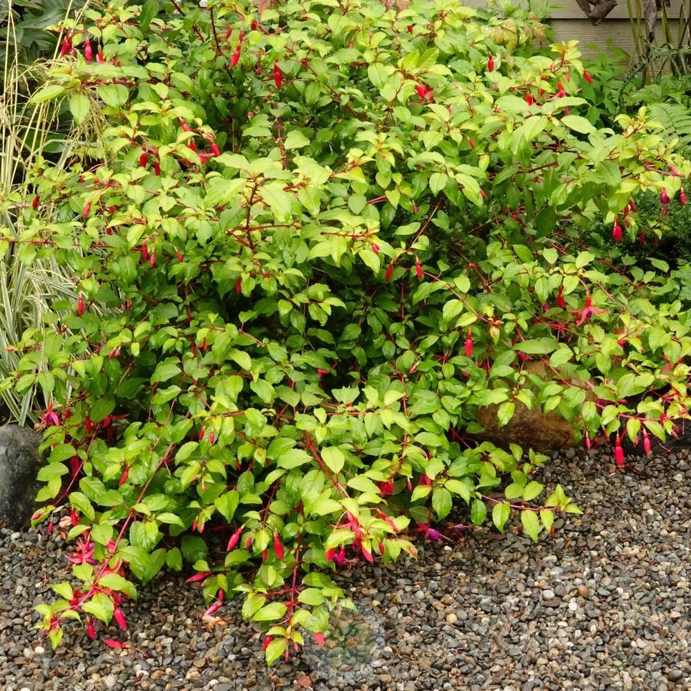 Fuchsia 'Golden Gate' in the Fuchsias Database - Garden.org