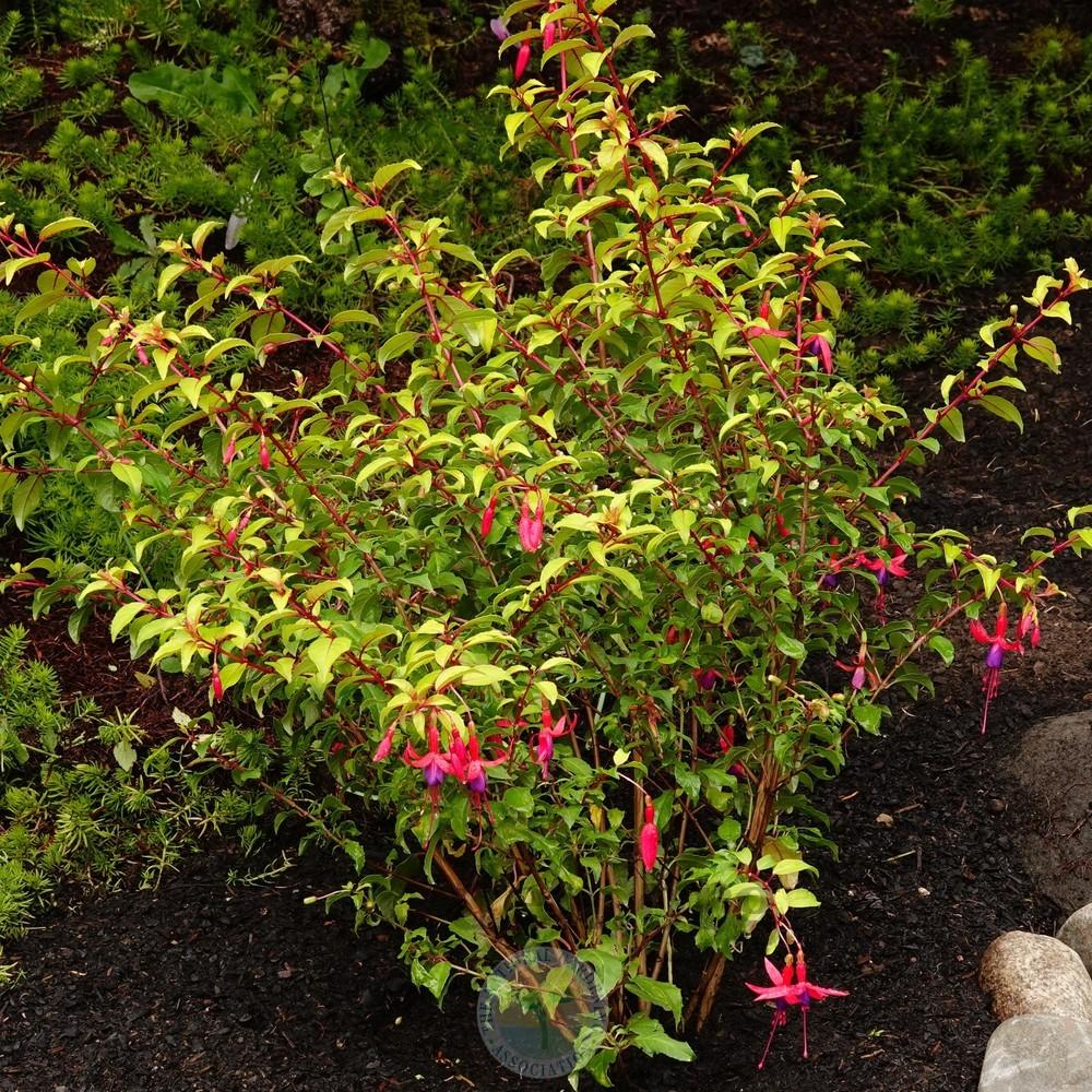 Photo of the entire plant of Hardy Fuchsia (Fuchsia 'Genii') posted by ...