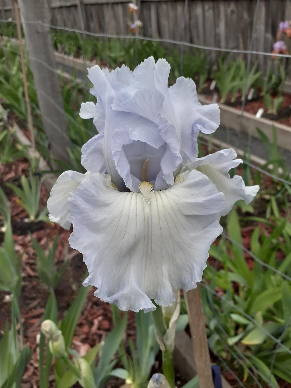 Photo of the bloom of Tall Bearded Iris (Iris 'Tinted Crystal') posted ...