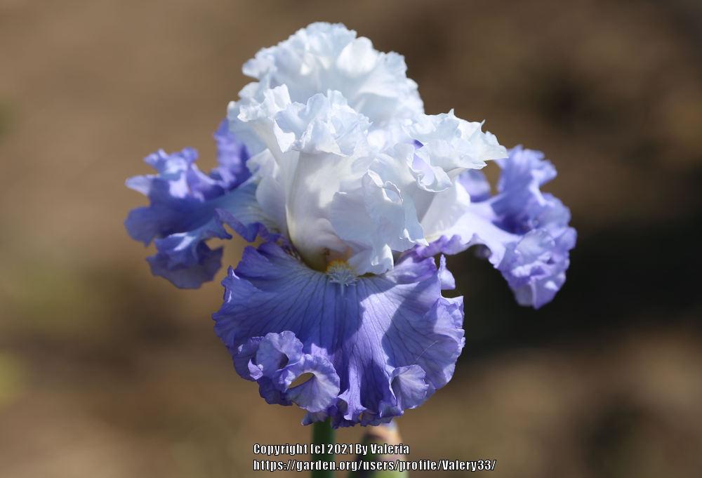 Photo of the bloom of Tall Bearded Iris (Iris 'Caribbean Queen') posted ...