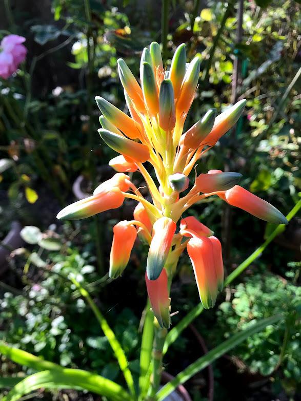 Cooper's Aloe (Aloe cooperi) in the Aloes Database - Garden.org