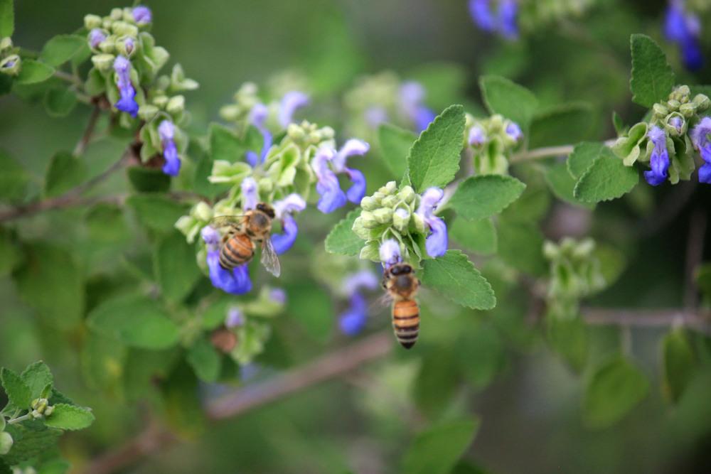 Photo of the bloom of Blue Shrub Sage (Salvia ballotiflora) posted by ...