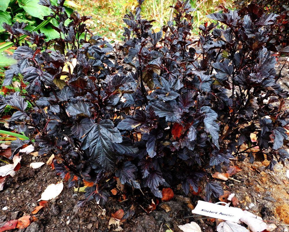 Eastern Ninebark (Physocarpus opulifolius Bloomin' Easy® Panther®) in ...