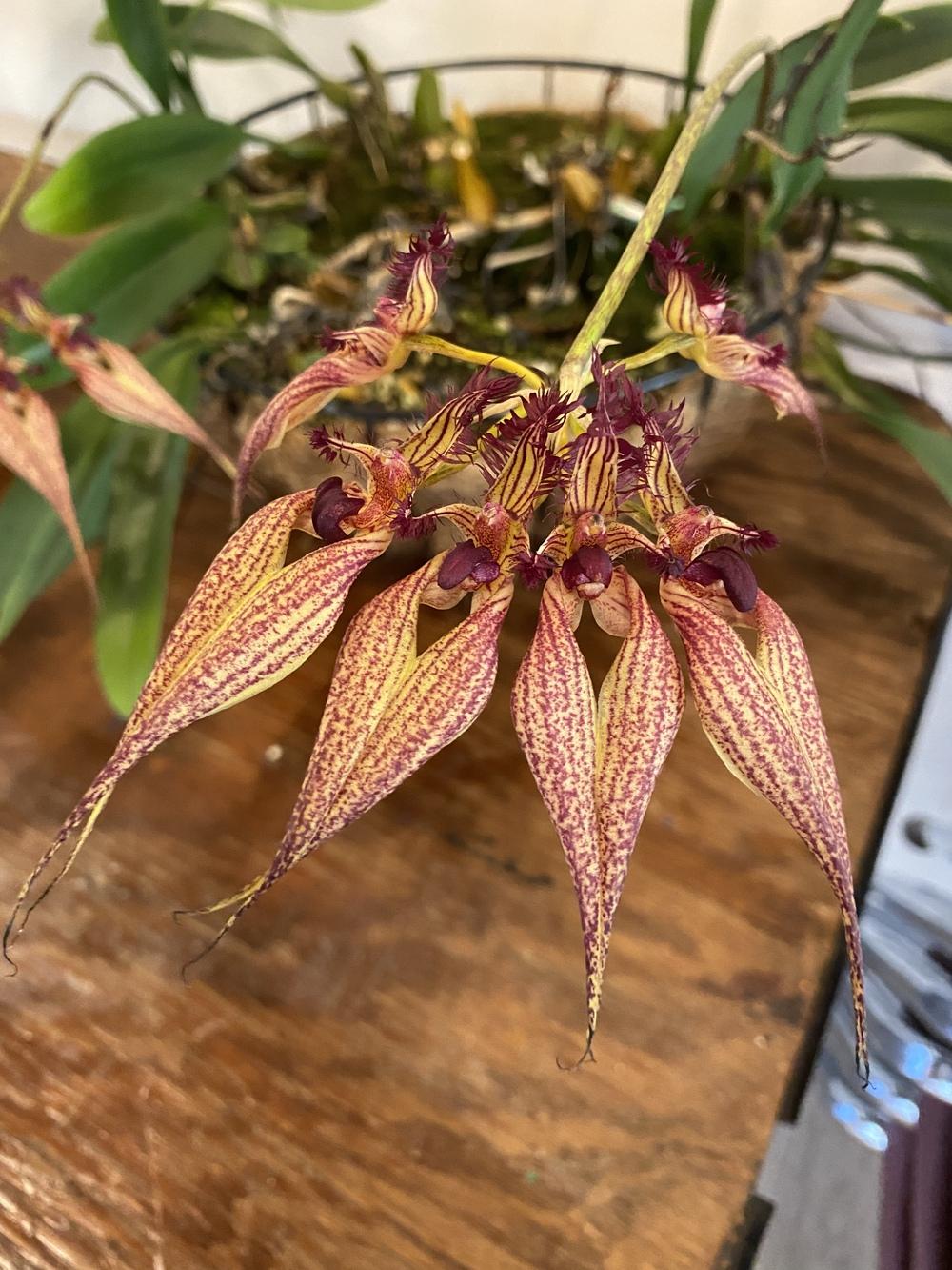 Orchid (Bulbophyllum rothschildianum) - Garden.org