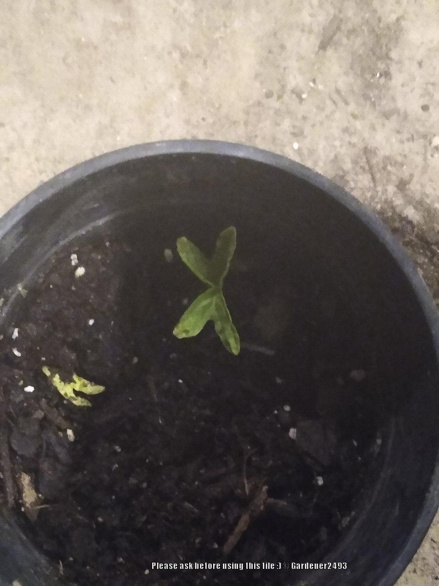 Photo of the seedling or young plant of Pink Moon Vine (Ipomoea ...