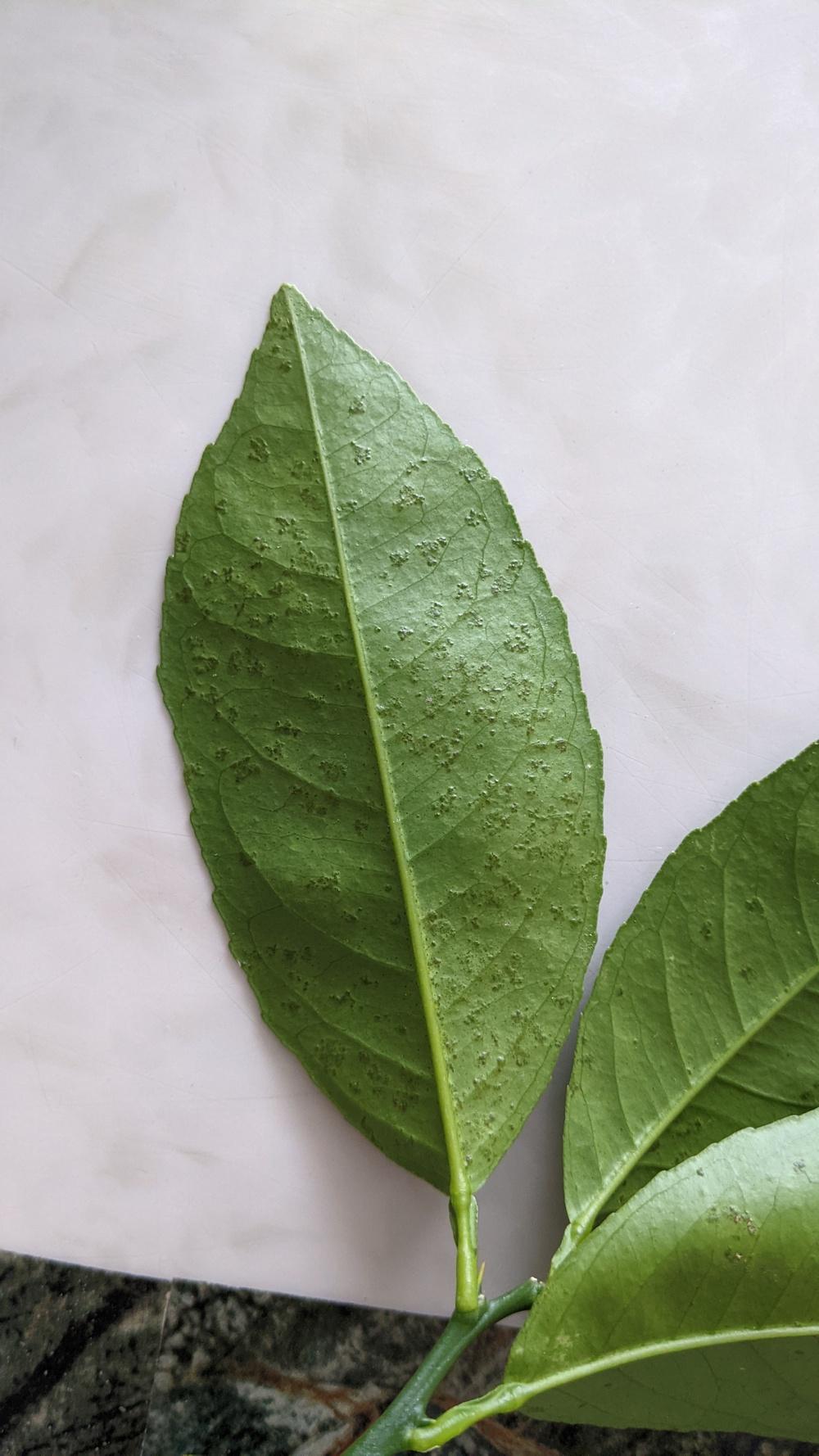 Weird bumps on lemon leaves in the Ask a Question forum - Garden.org