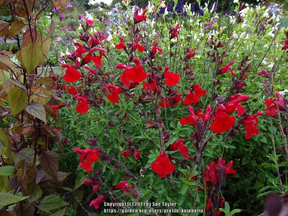 Photo of the bloom of Autumn Sage (Salvia greggii 'Radio Red') posted ...